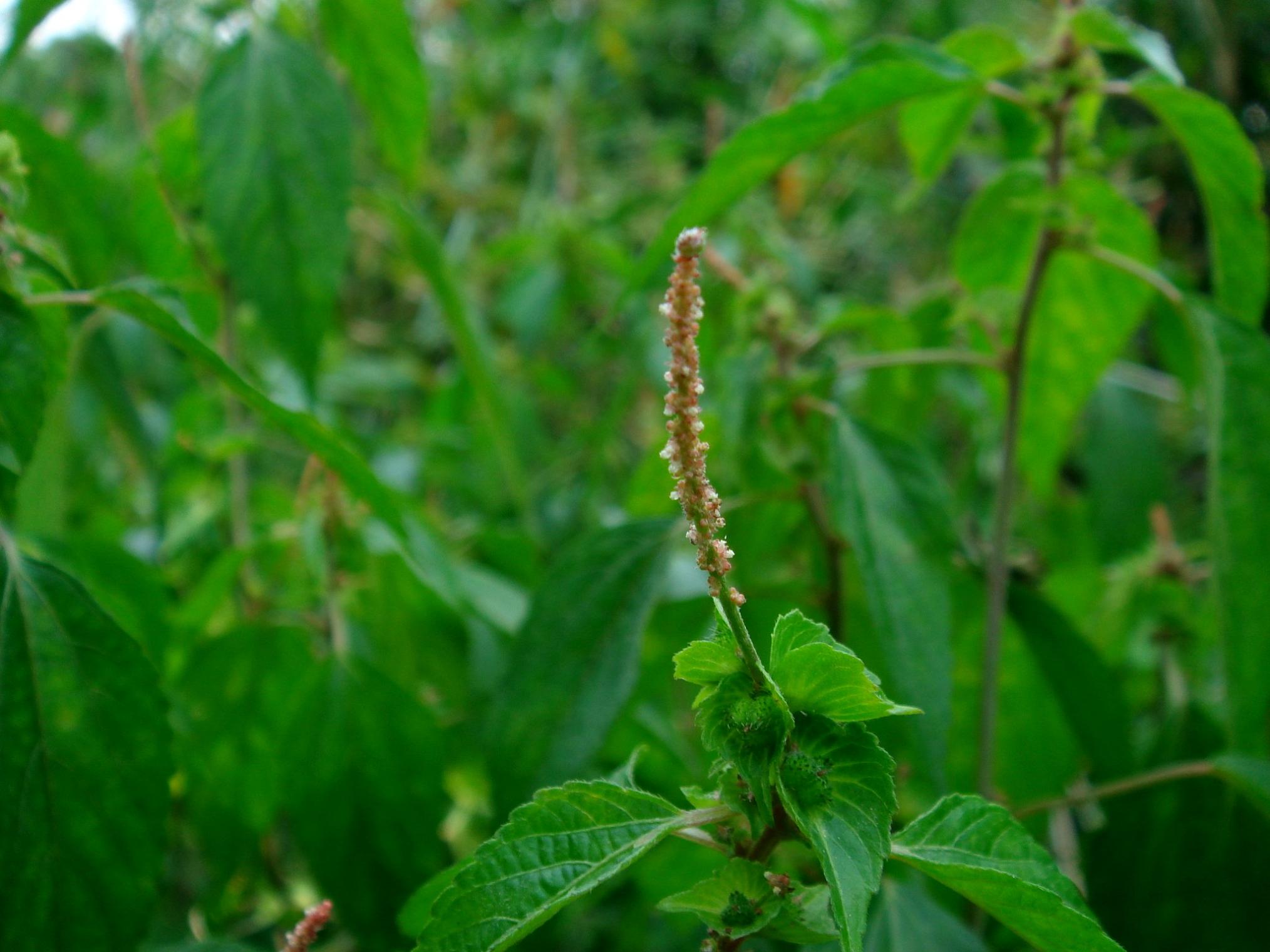 Acalypha australis L.
